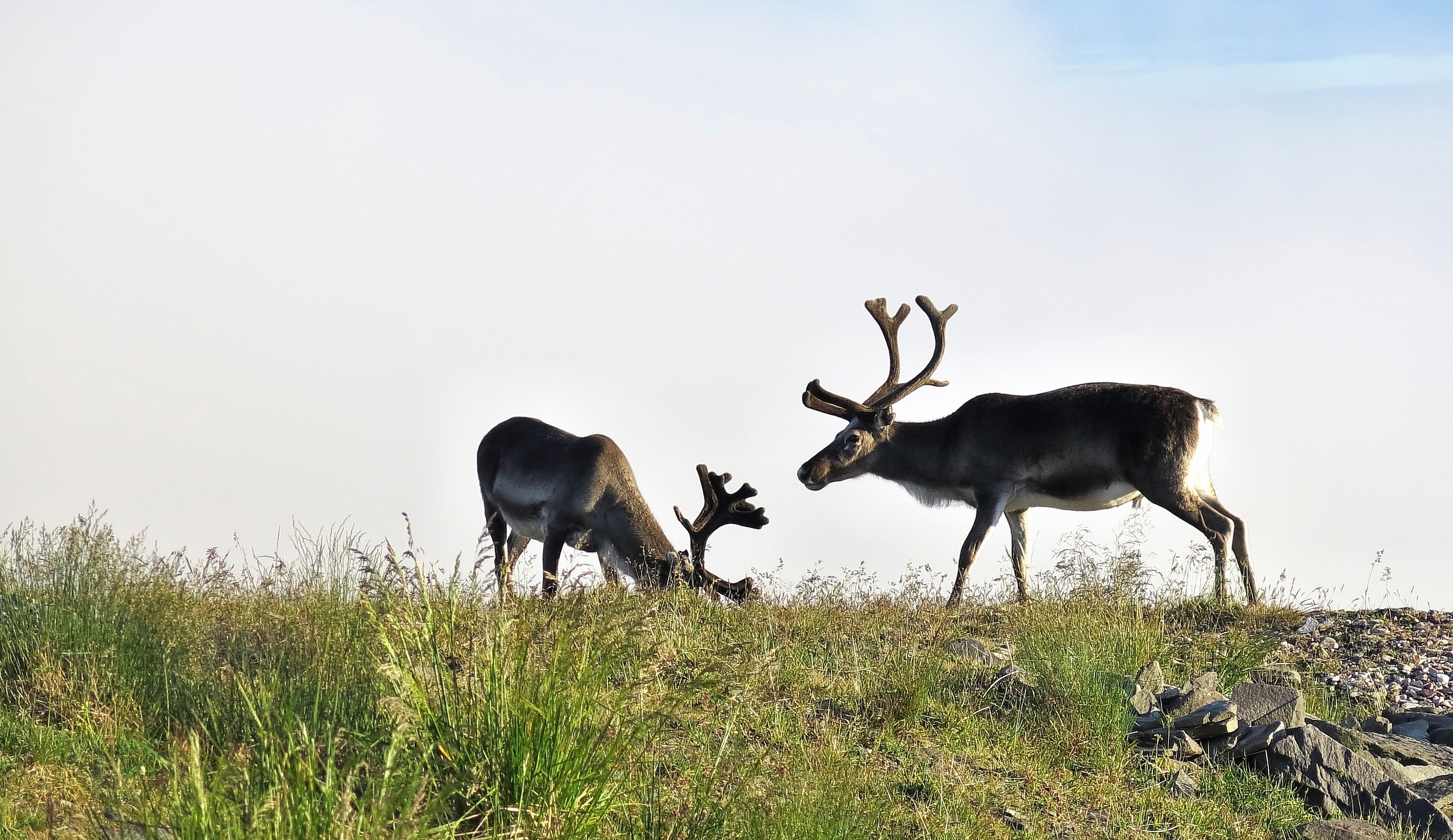 Arctic Animals & Wildlife | Swoop Arctic